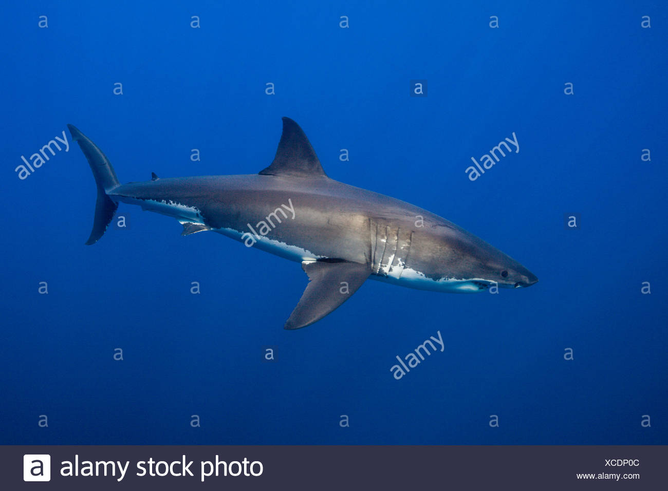 Great White Shark Side View Fish High Resolution Stock Photography and ...