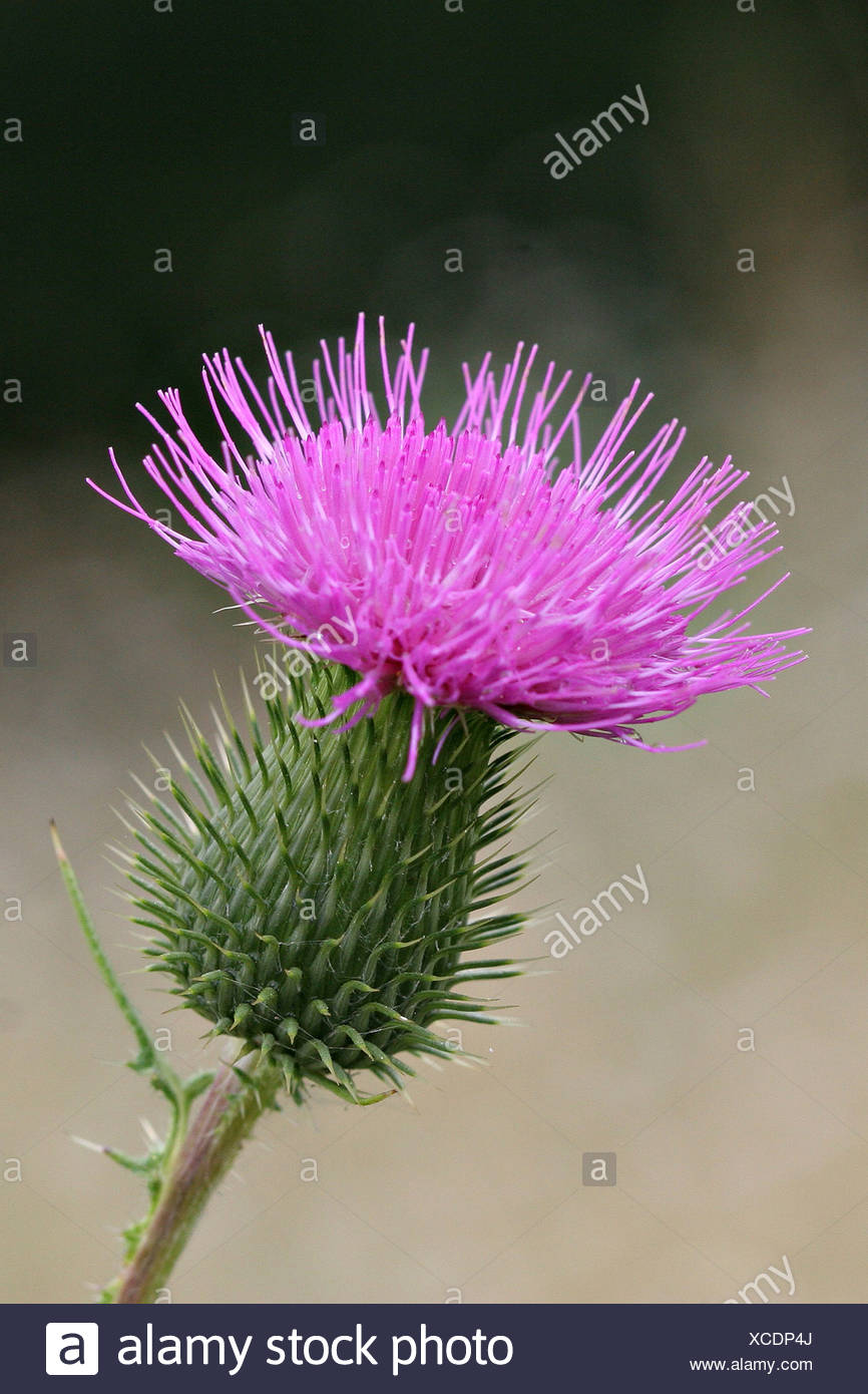 Stinging Plants Stock Photos & Stinging Plants Stock Images - Alamy