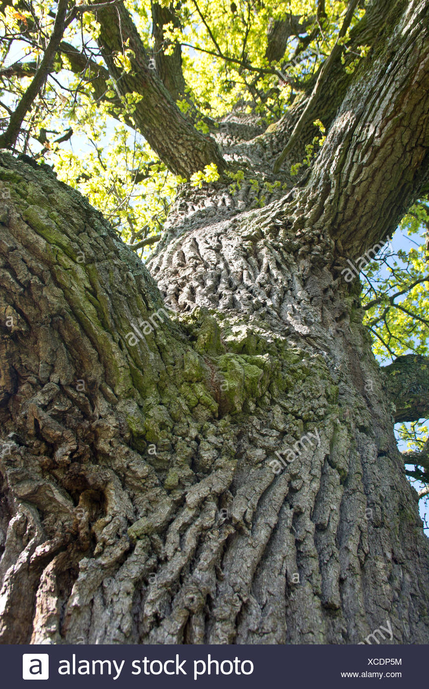 Oak Tree Trunk High Resolution Stock Photography and Images - Alamy