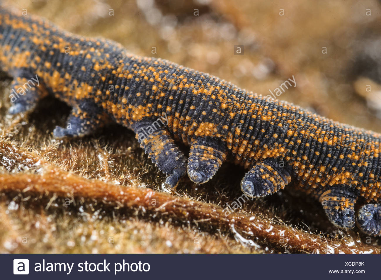Velvet Worms High Resolution Stock Photography and Images - Alamy
