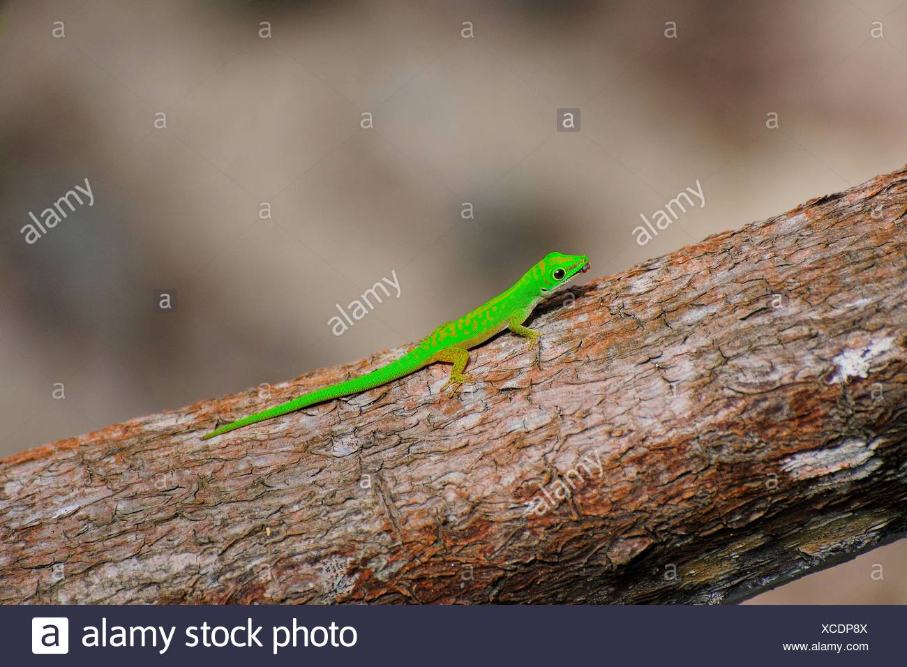 Seychelles Small Day Gecko High Resolution Stock Photography and Images ...