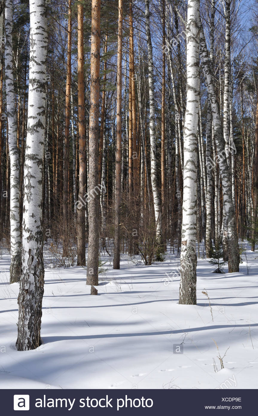 Birch Trees In Winter High Resolution Stock Photography and Images - Alamy