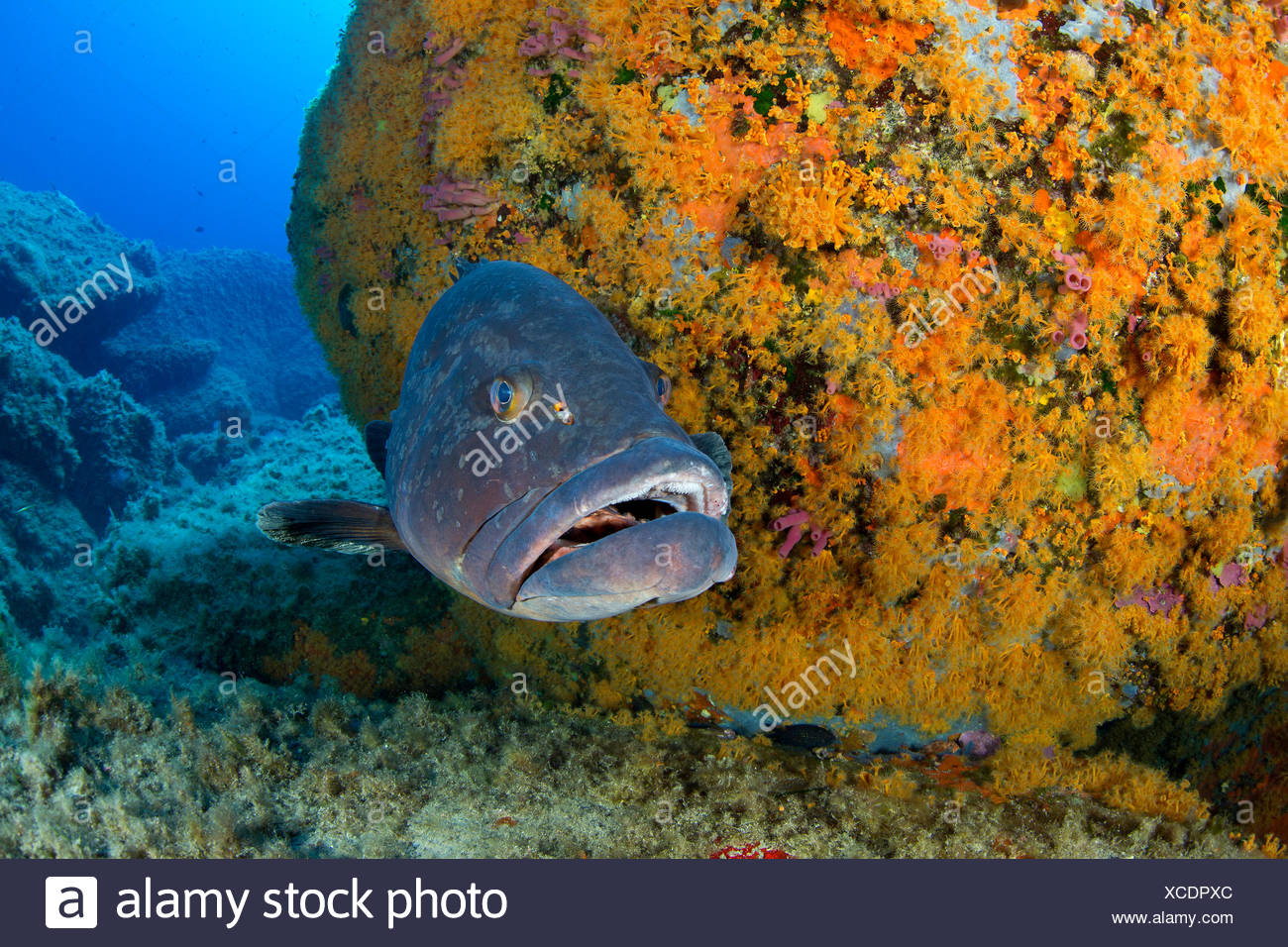Yellow Grouper High Resolution Stock Photography and Images - Alamy