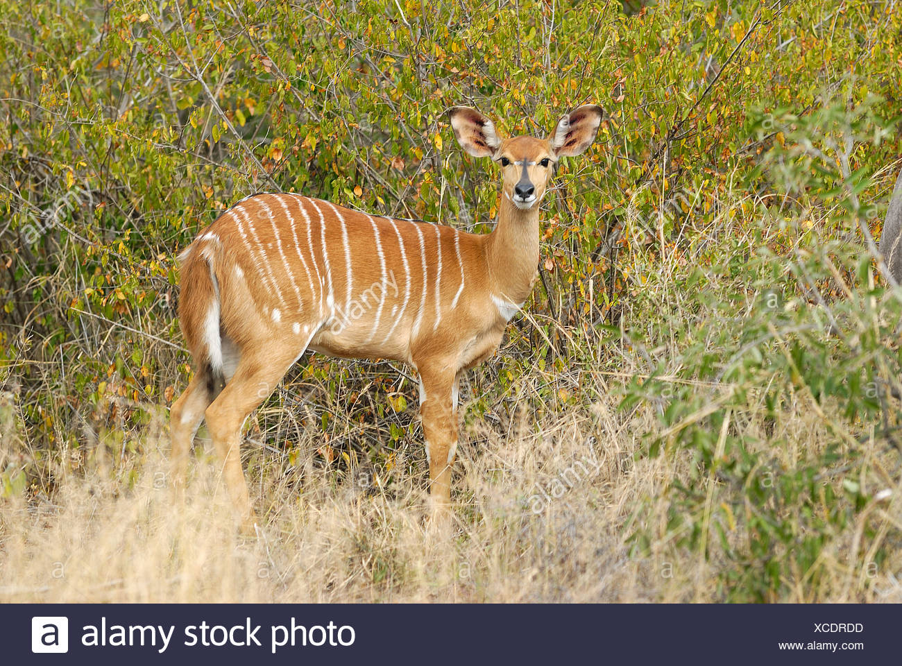 Nyala Tree High Resolution Stock Photography and Images - Alamy