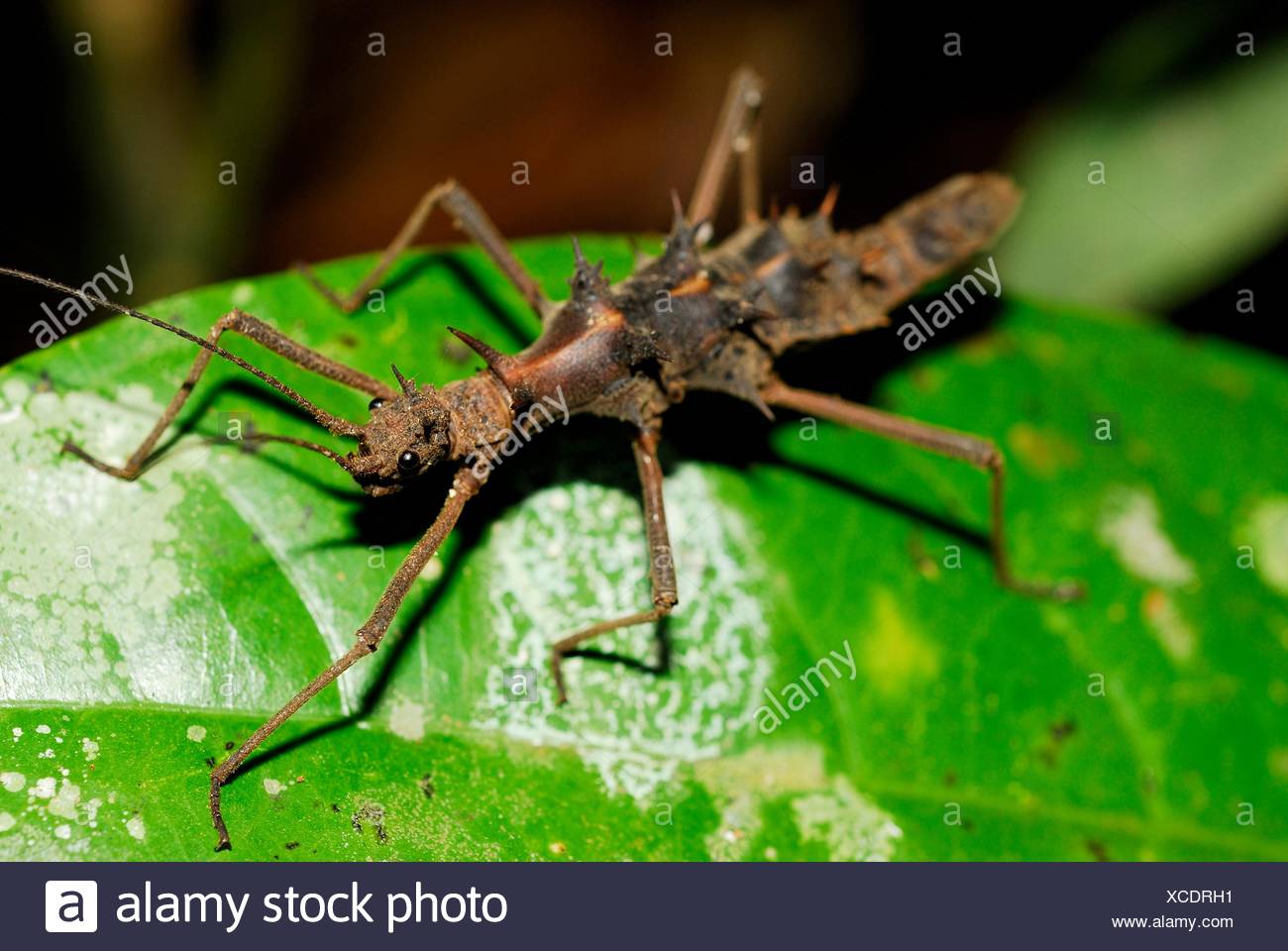 Phasmidae Stock Photos & Phasmidae Stock Images - Alamy
