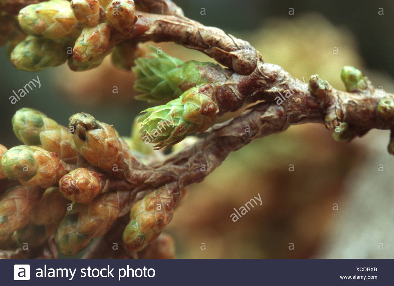 Baldcypress Taxodium Distichum High Resolution Stock Photography and ...