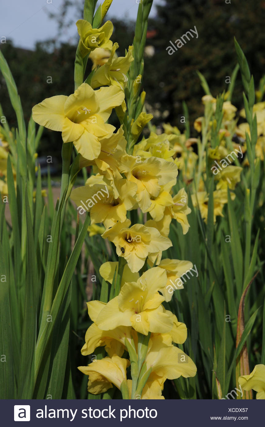 Sword Lily High Resolution Stock Photography and Images - Alamy