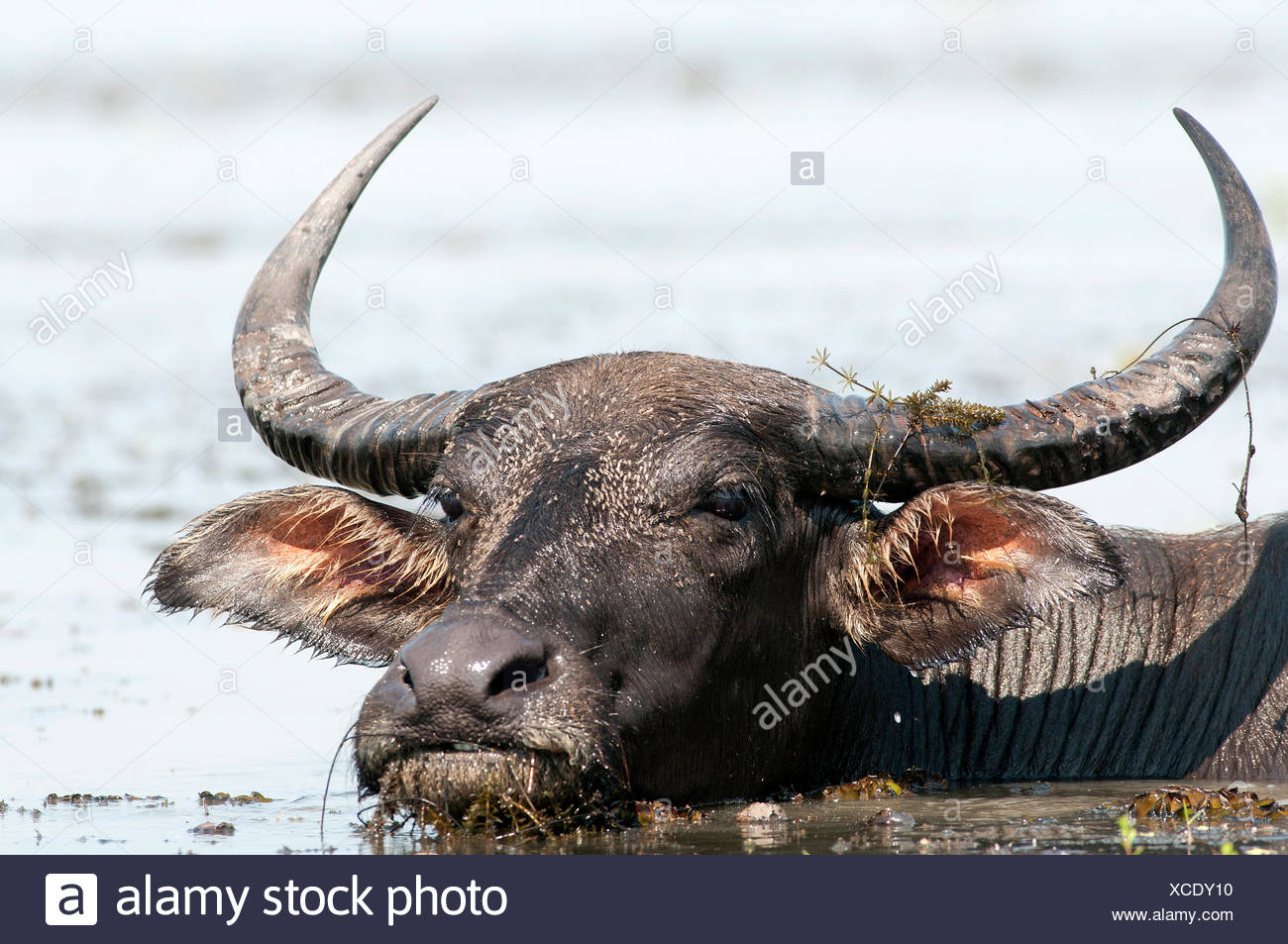 Bufallo Stock Photos & Bufallo Stock Images - Alamy
