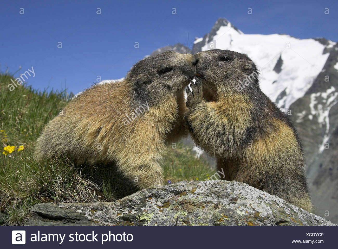 Alpen Murmeltier Stock Photos & Alpen Murmeltier Stock Images - Alamy