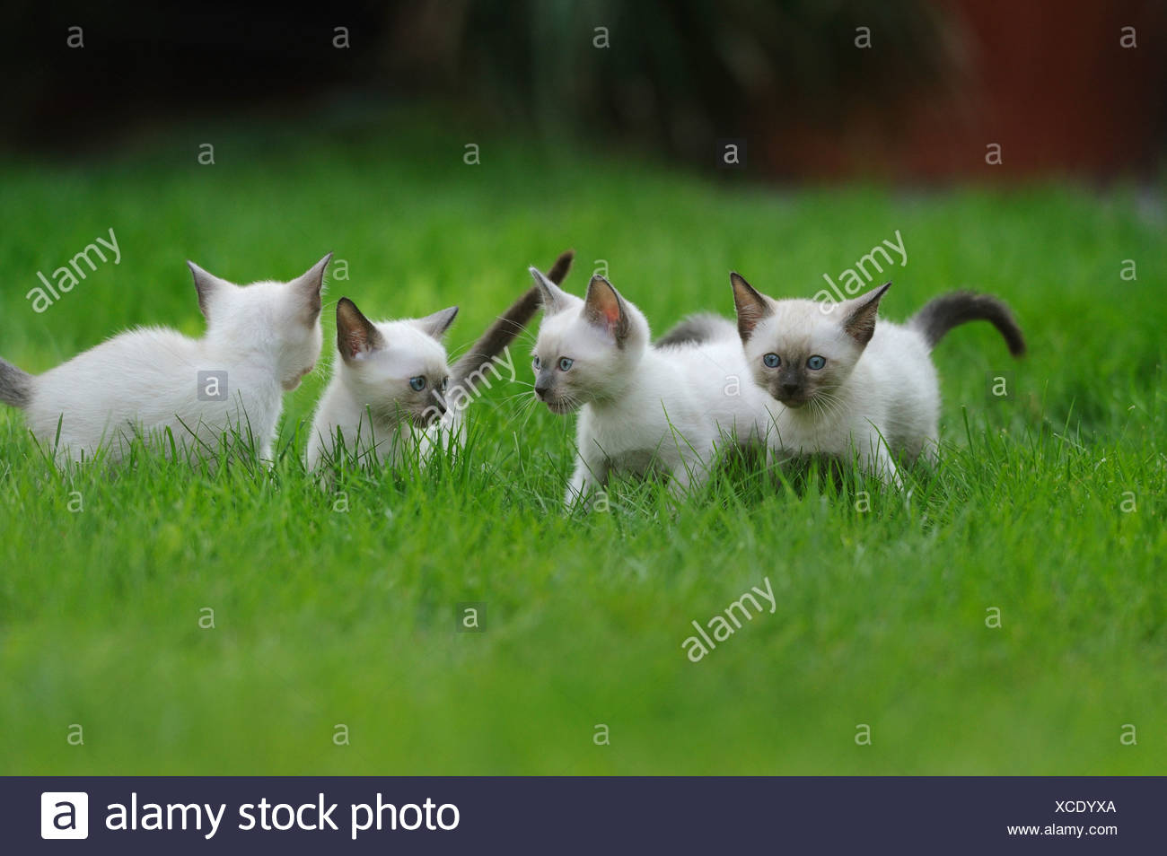 Cute Baby Siamese Cat High Resolution Stock Photography and Images - Alamy