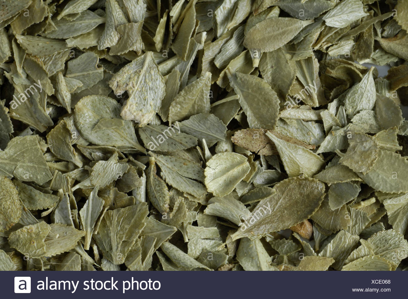 Buchu High Resolution Stock Photography and Images - Alamy