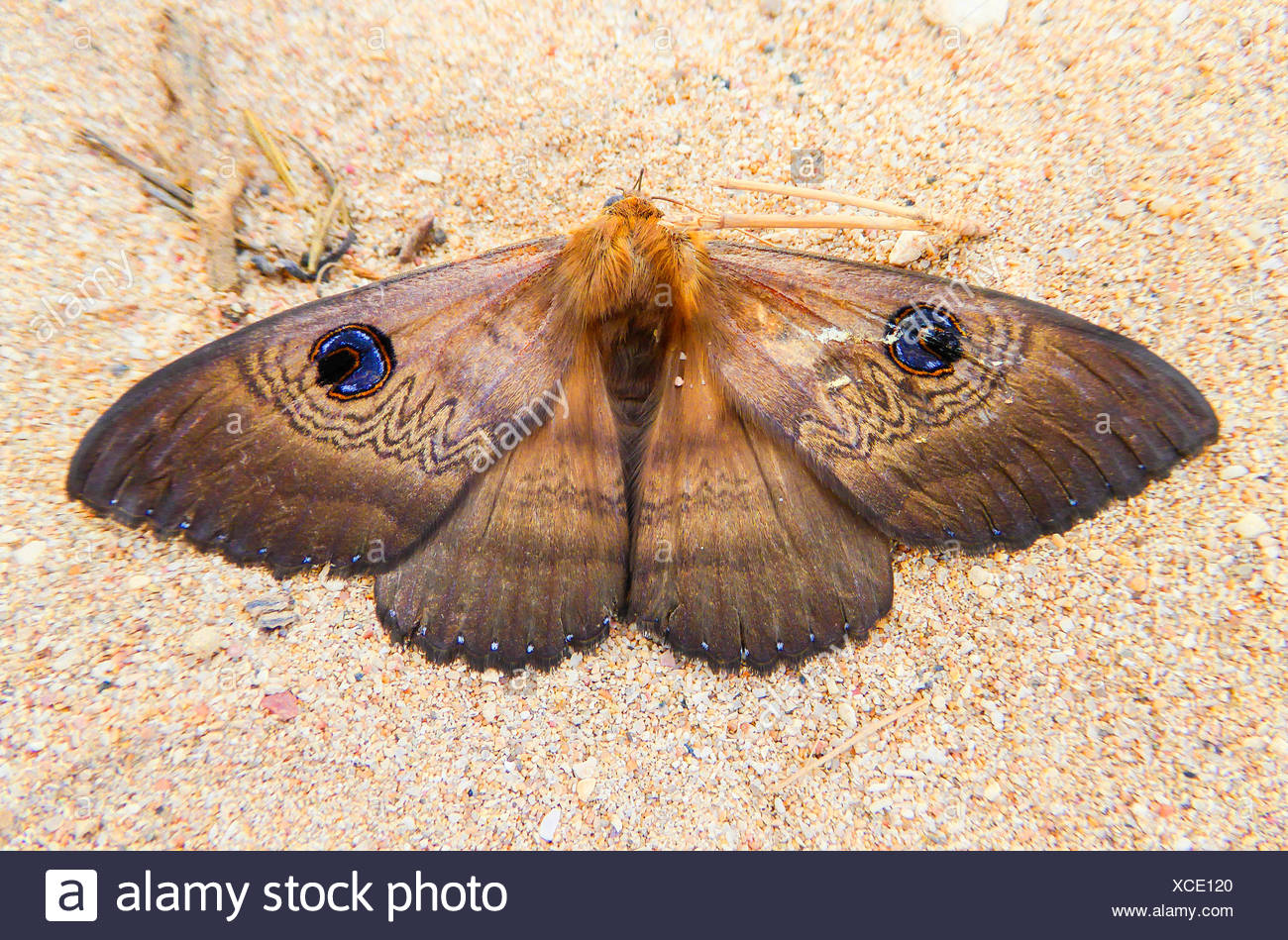 Old Lady Moth Stock Photos & Old Lady Moth Stock Images - Alamy