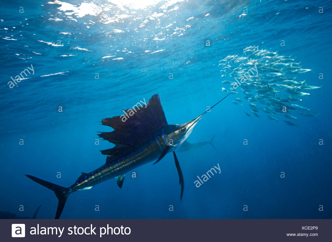 Atlantic Sailfish Istiophorus Albicans High Resolution Stock ...