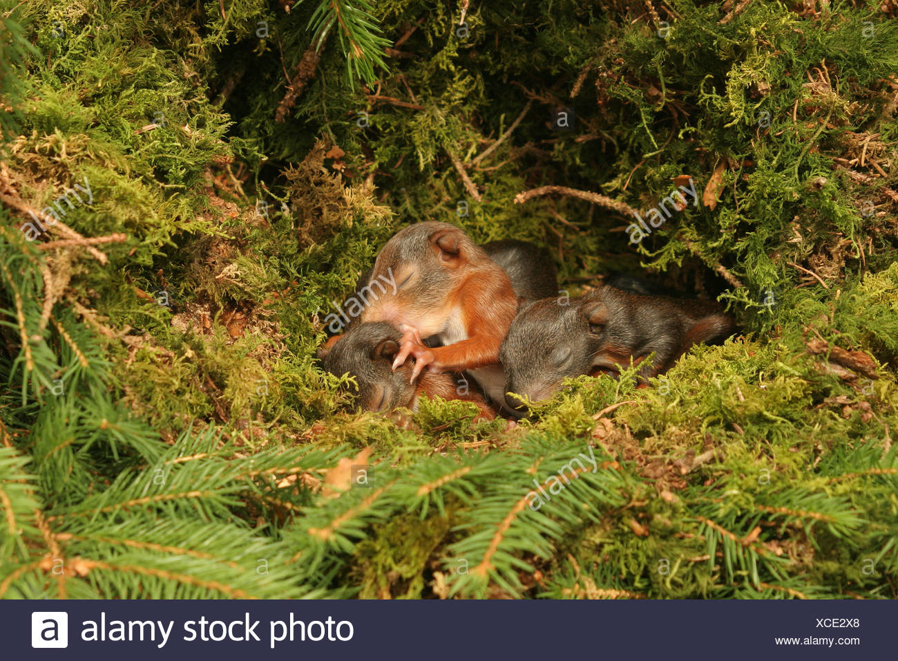 Red Squirrel Drey Stock Photos & Red Squirrel Drey Stock Images - Alamy