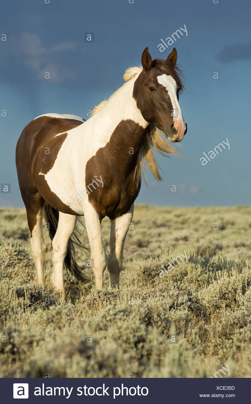 Mustang Wild Horse High Resolution Stock Photography and Images - Alamy