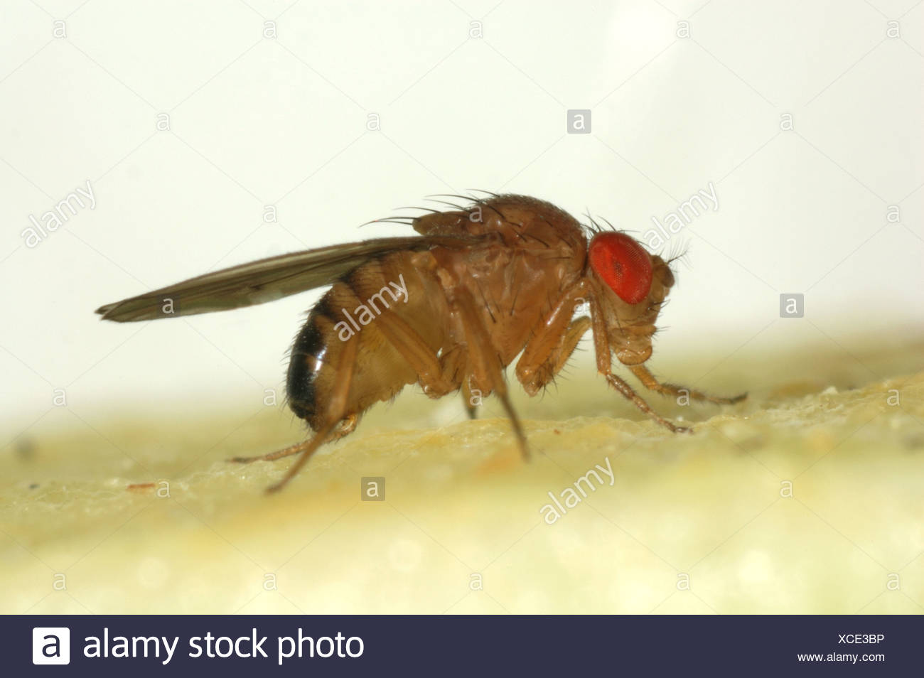 Drosophila Melanogaster Eyes High Resolution Stock Photography and ...