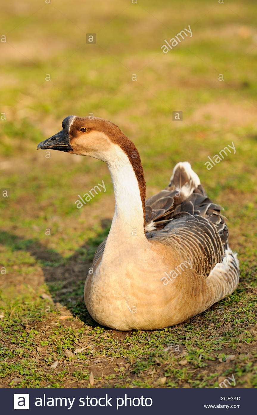 Chinese F High Resolution Stock Photography and Images - Alamy