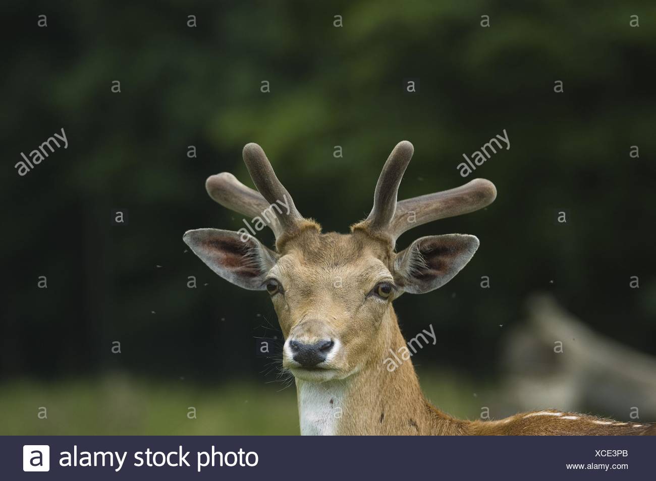 Fallow Deer Stag High Resolution Stock Photography and Images - Alamy