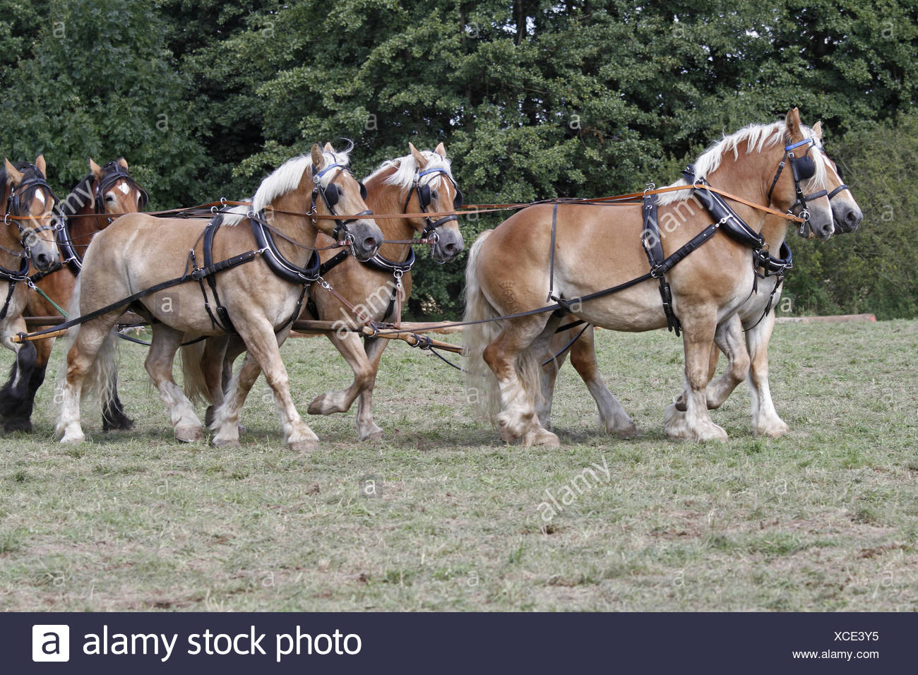 Carthorses High Resolution Stock Photography and Images - Alamy