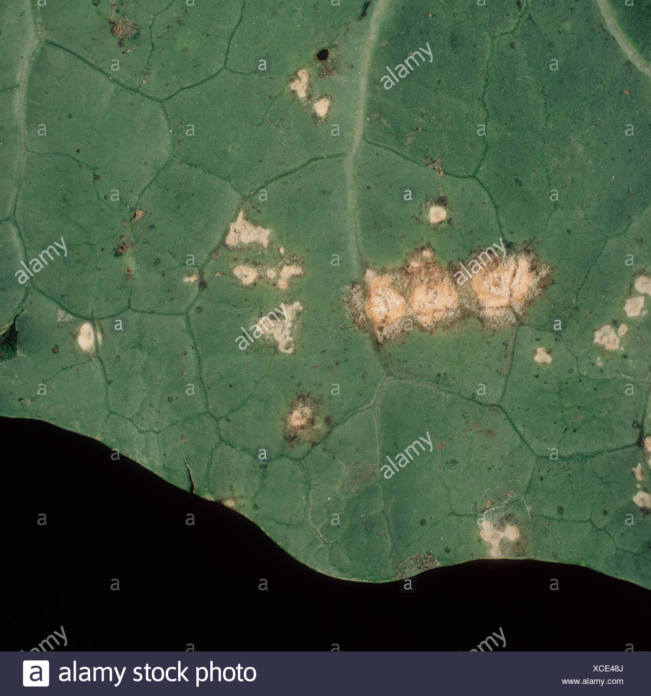 Blister Rust Fungus High Resolution Stock Photography and Images - Alamy