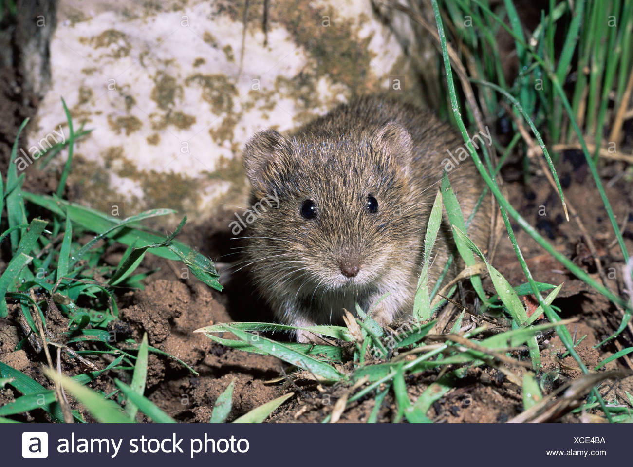 Cabrera Spain Stock Photos & Cabrera Spain Stock Images - Alamy