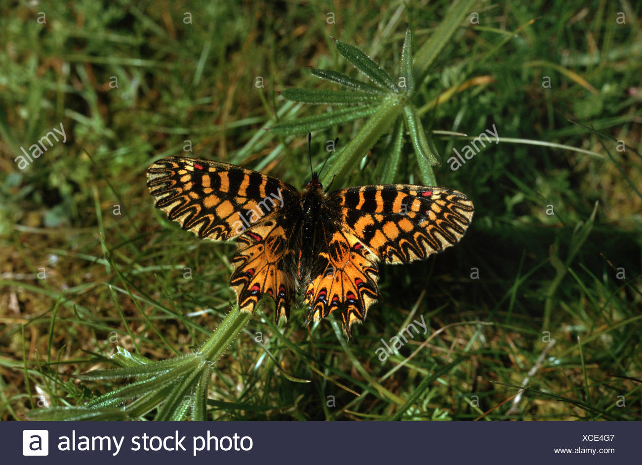 Polyxena Stock Photos & Polyxena Stock Images - Alamy