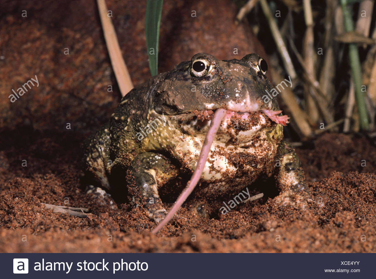 Eats Catches Frogs High Resolution Stock Photography and Images - Alamy