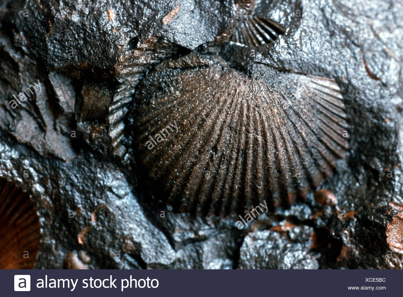 Brachiopods Brachiopoda High Resolution Stock Photography and Images ...