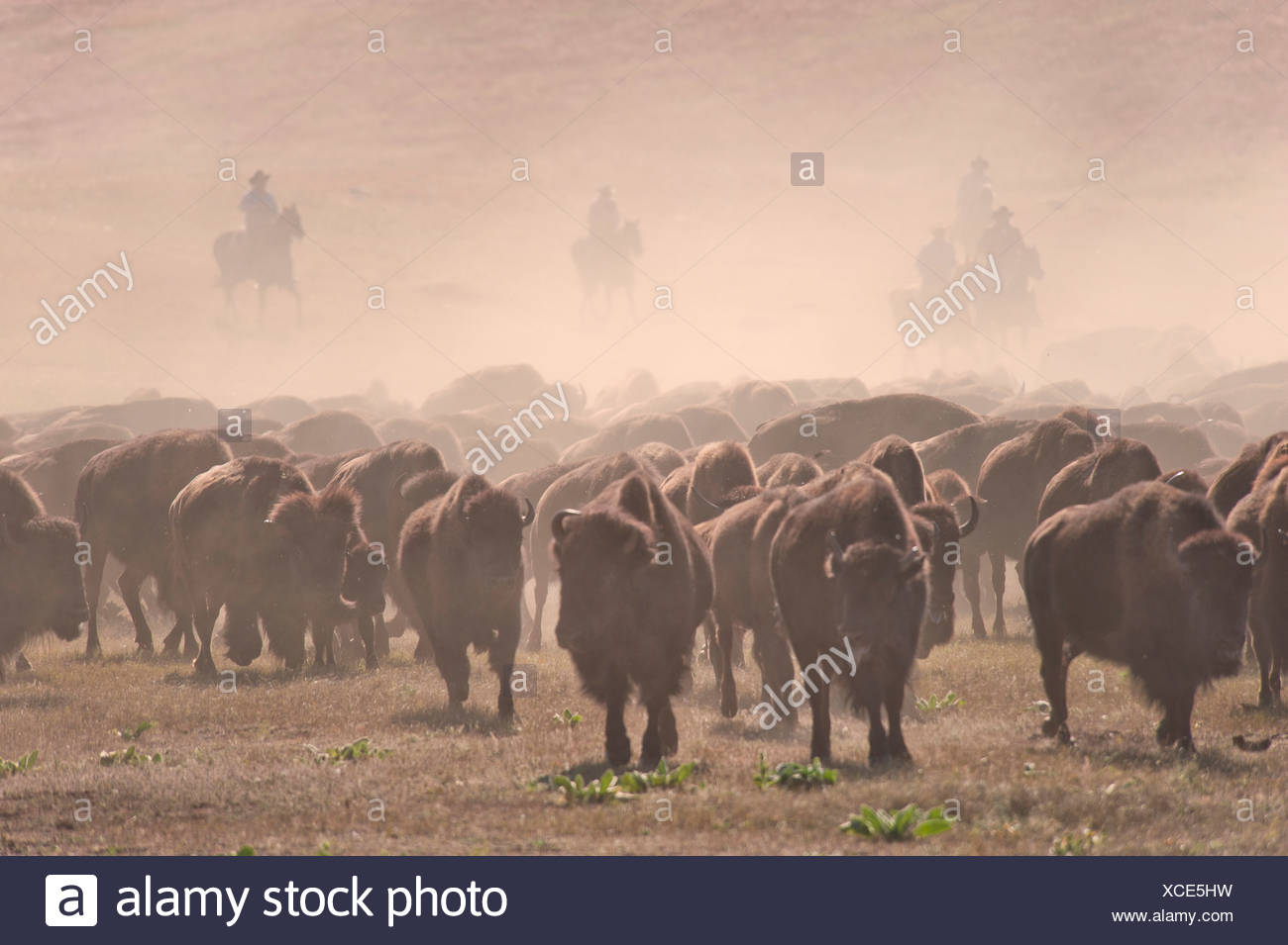 Stampede Bison High Resolution Stock Photography and Images - Alamy