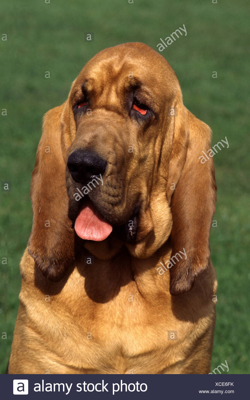 Bloodhound Face High Resolution Stock Photography and Images - Alamy
