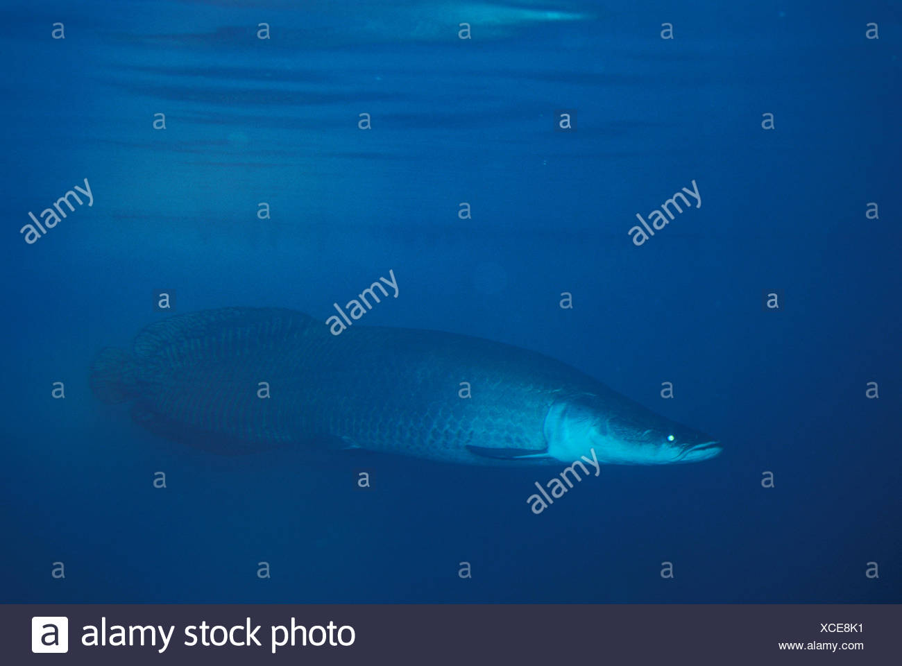 Arapaima Gigas High Resolution Stock Photography and Images - Alamy