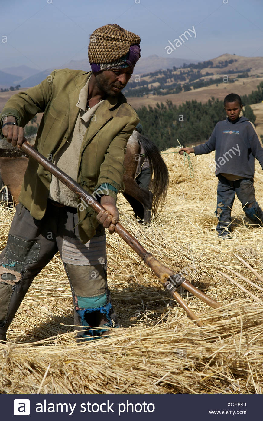 Teff Ethiopia Stock Photos & Teff Ethiopia Stock Images - Alamy