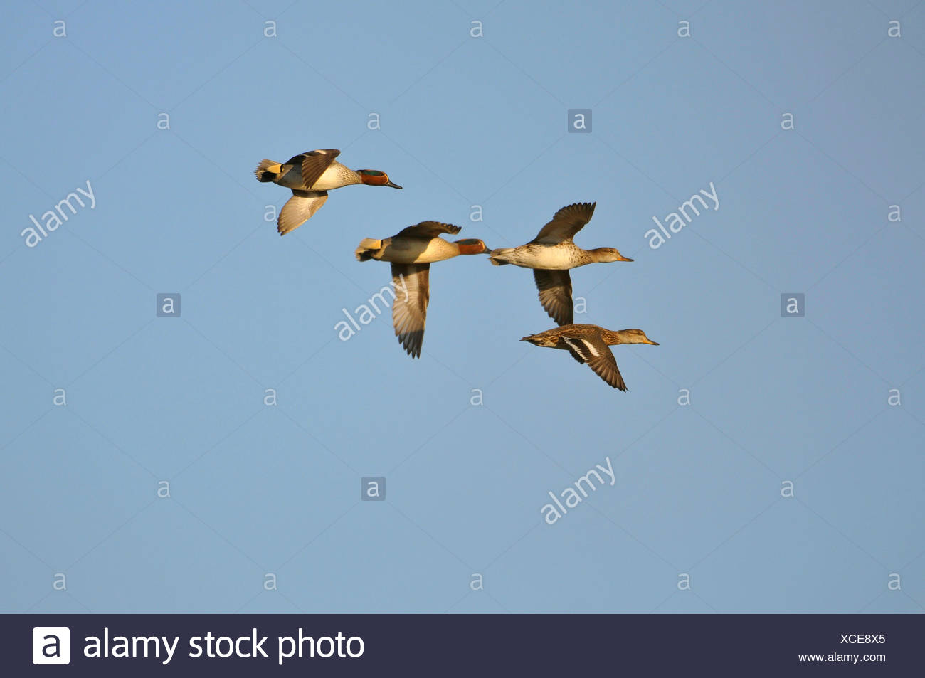 Green Winged Teal In Flight High Resolution Stock Photography and ...