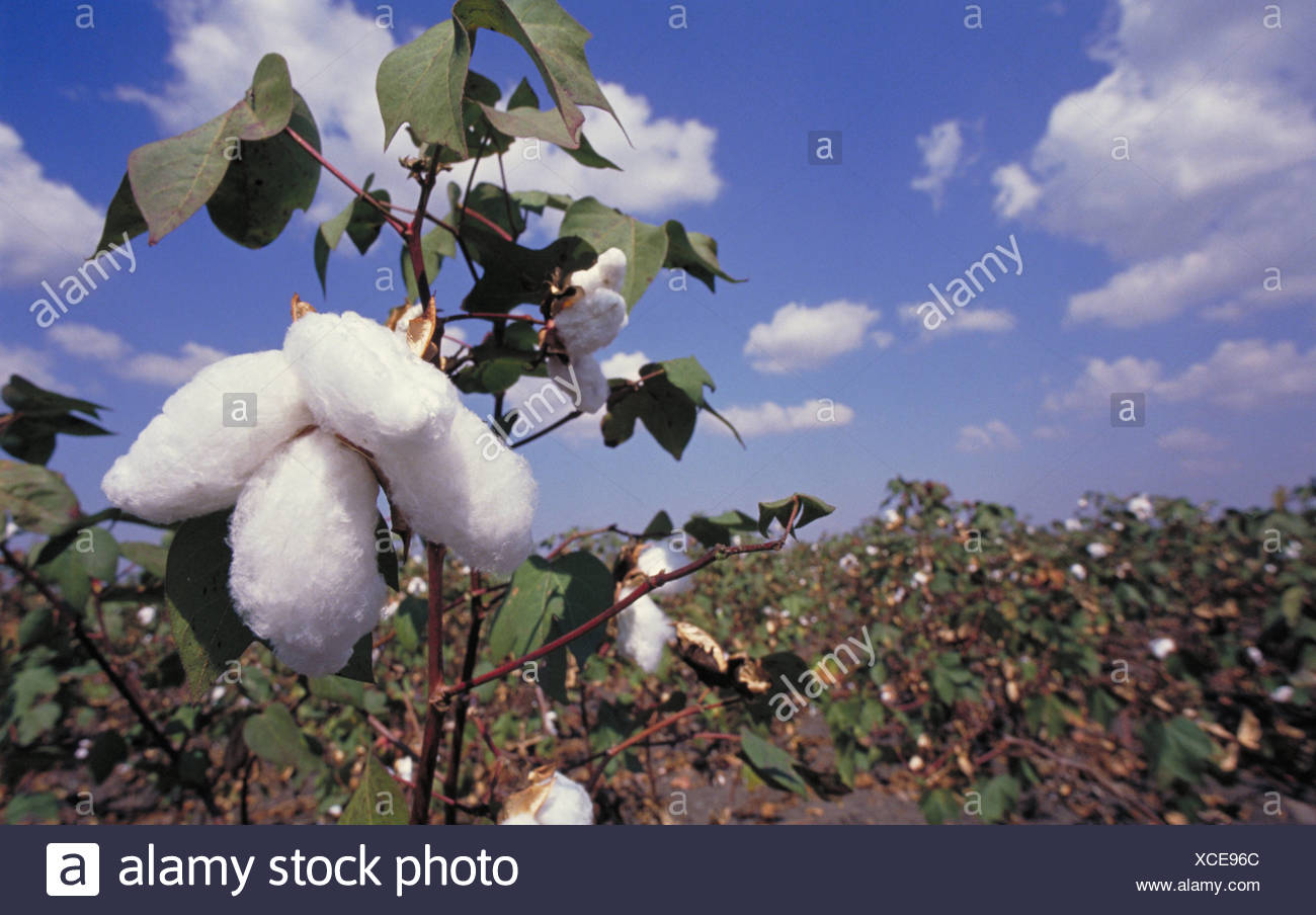 Cotton Plant India High Resolution Stock Photography and Images - Alamy