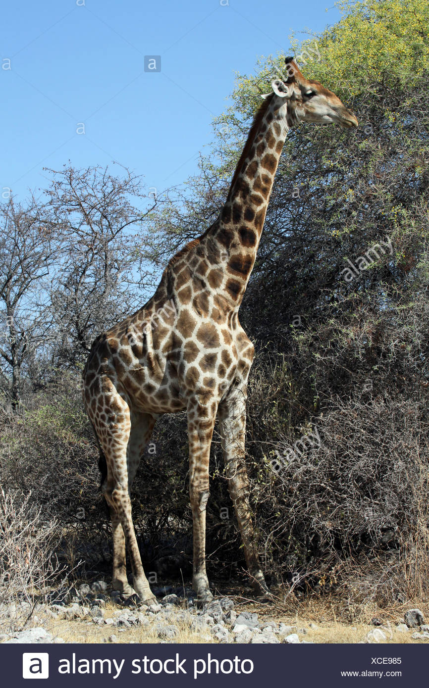 Angola Giraffe Stock Photos & Angola Giraffe Stock Images - Alamy