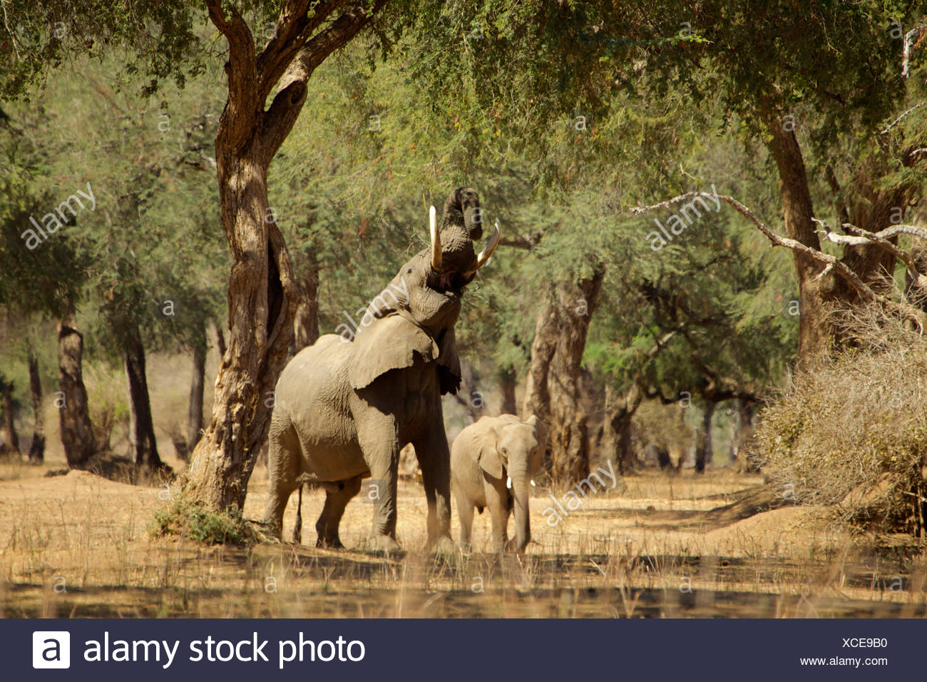 Elephant Reaching High Resolution Stock Photography and Images - Alamy