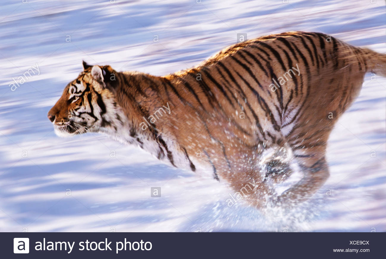 Side View Tiger Stock Photos & Side View Tiger Stock Images - Alamy