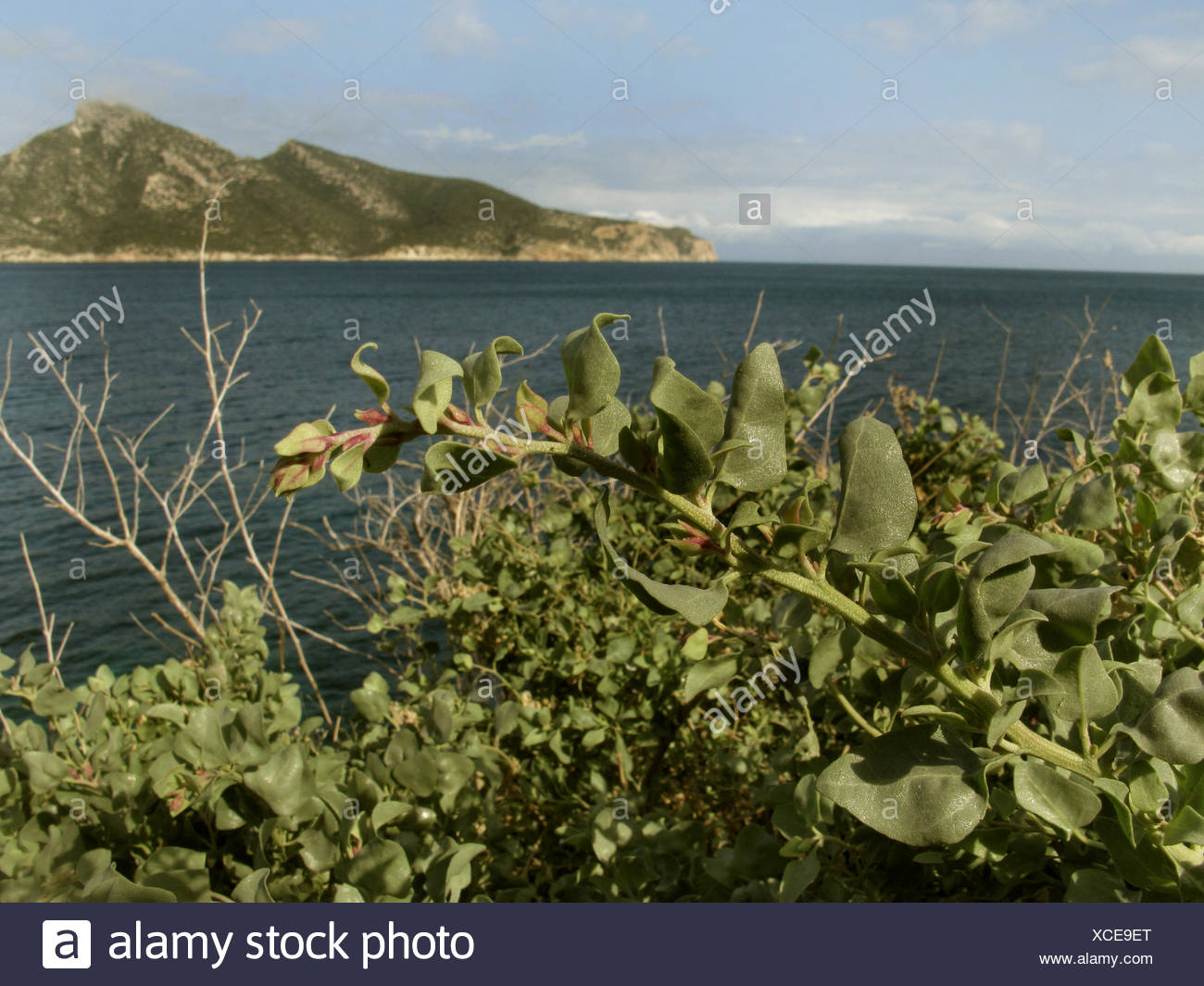 Atriplex Halimus High Resolution Stock Photography and Images - Alamy