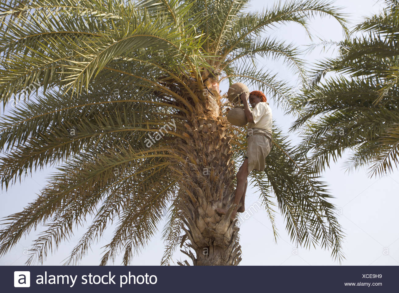Man Climbing Palm Tree Stock Photos & Man Climbing Palm Tree Stock ...