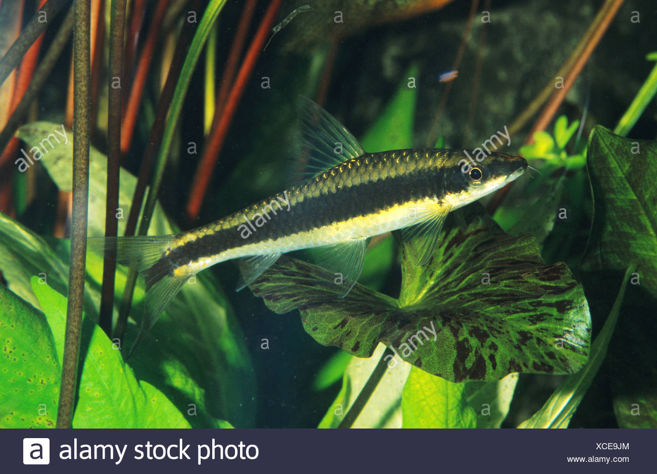 Flying Fox Fish High Resolution Stock Photography and Images - Alamy