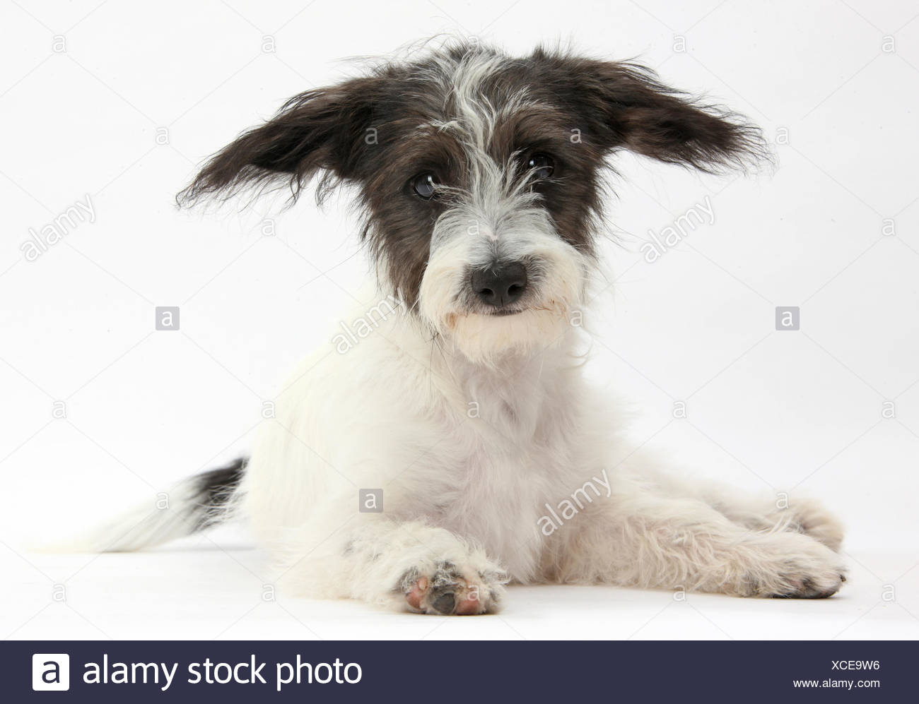 Black And White Jack Russell Stock Photos & Black And White Jack ...