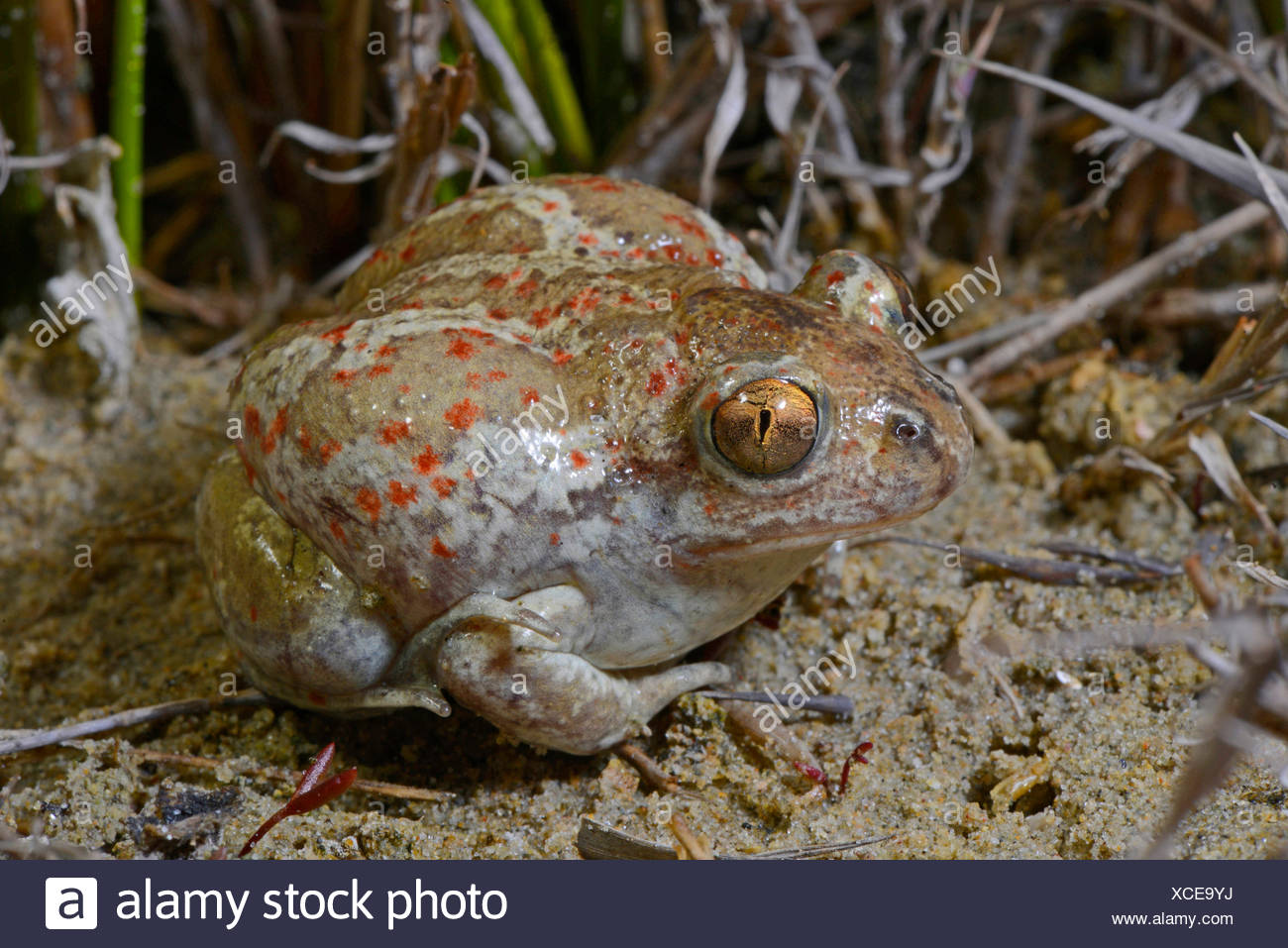 Bloated Animal Stock Photos & Bloated Animal Stock Images - Alamy