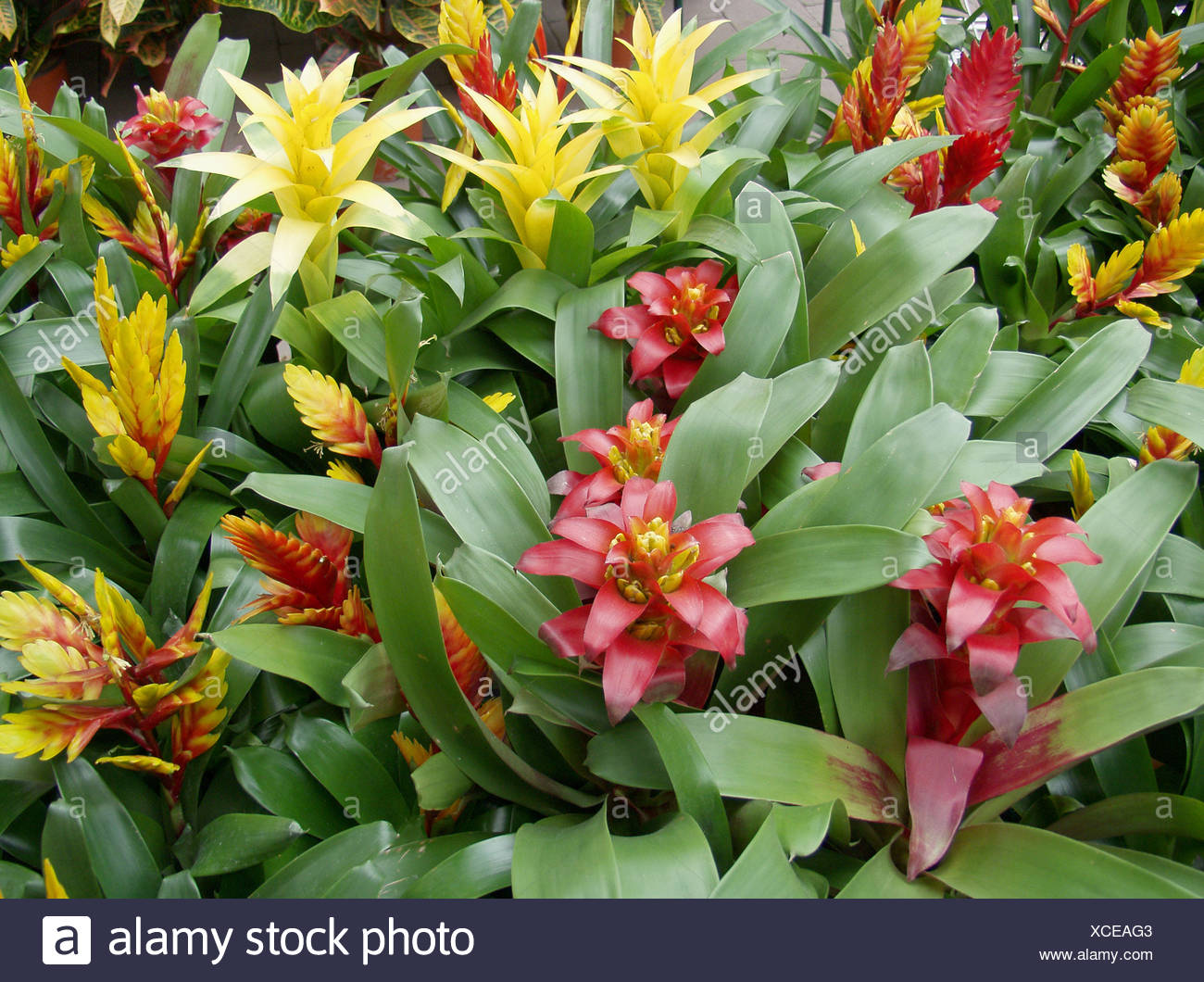 Bromeliaceae Family Stock Photos & Bromeliaceae Family Stock Images - Alamy