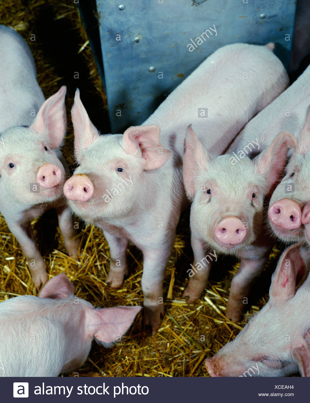Landrace Pigs High Resolution Stock Photography and Images - Alamy