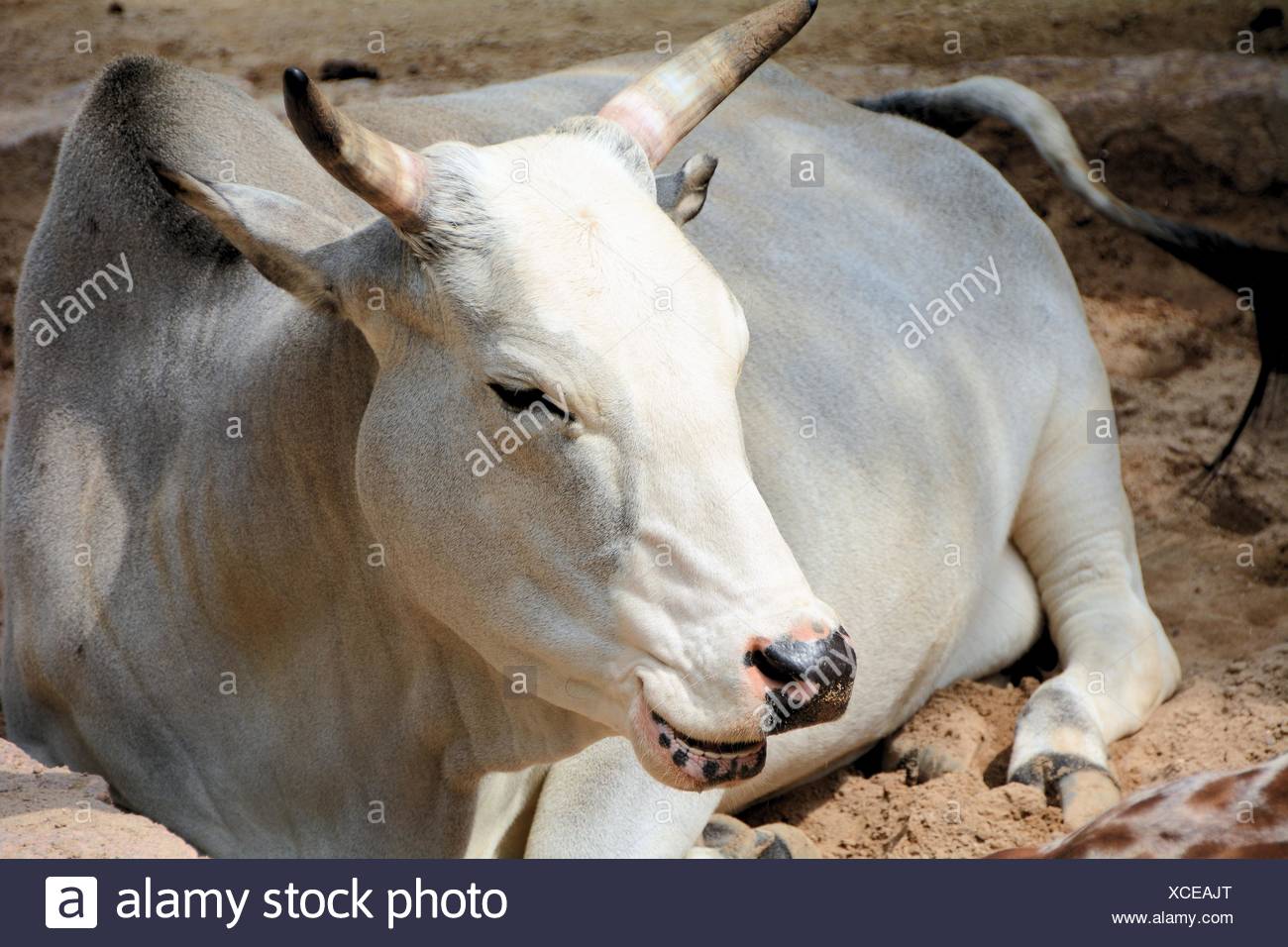 Brahman Or Brahma A Breed Of Zebu Cattle High Resolution Stock ...
