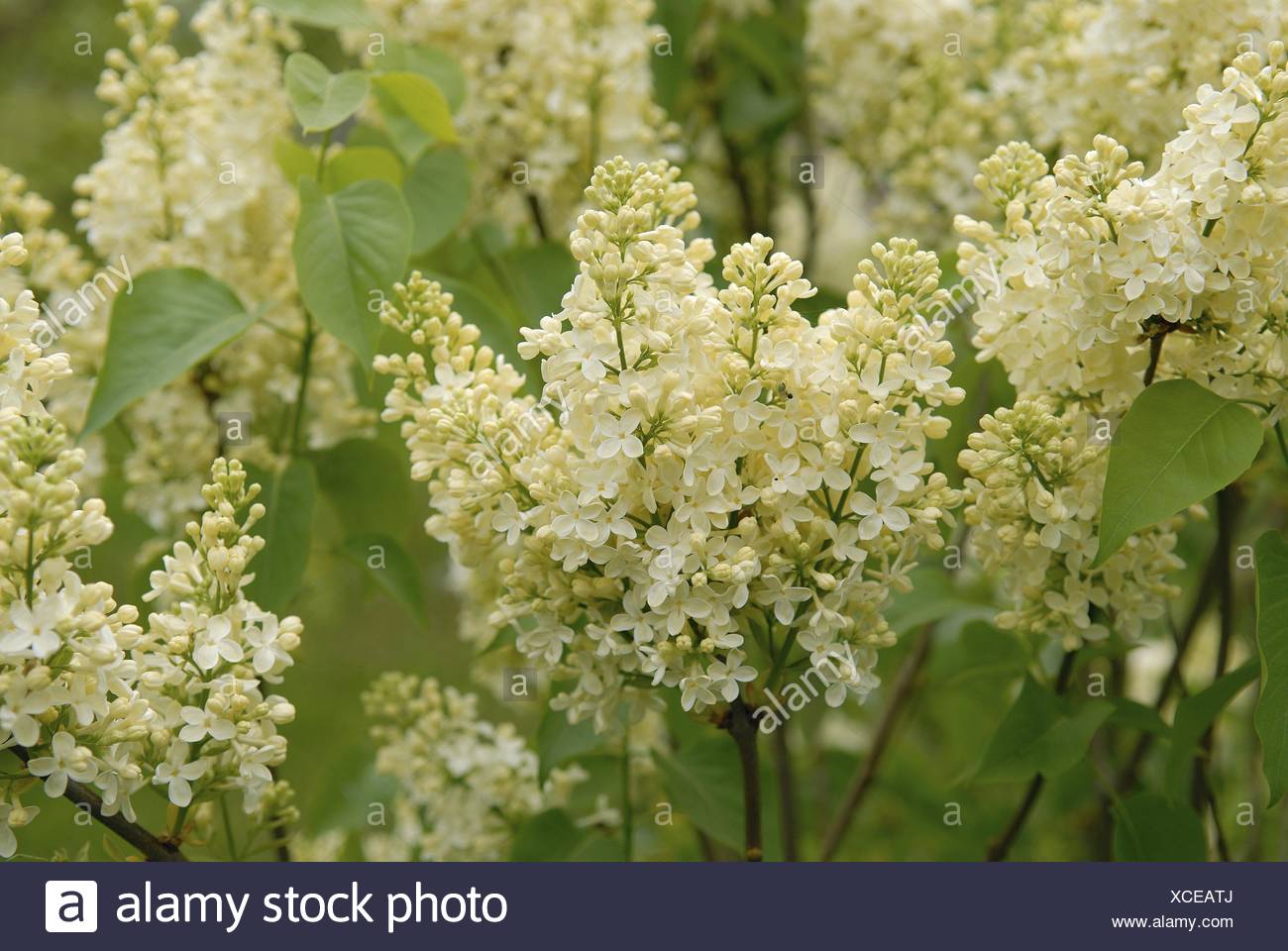 Syringa Vulgaris Primrose High Resolution Stock Photography and Images ...