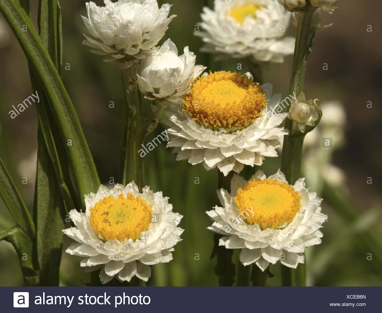 Ammobium Alatum High Resolution Stock Photography and Images - Alamy