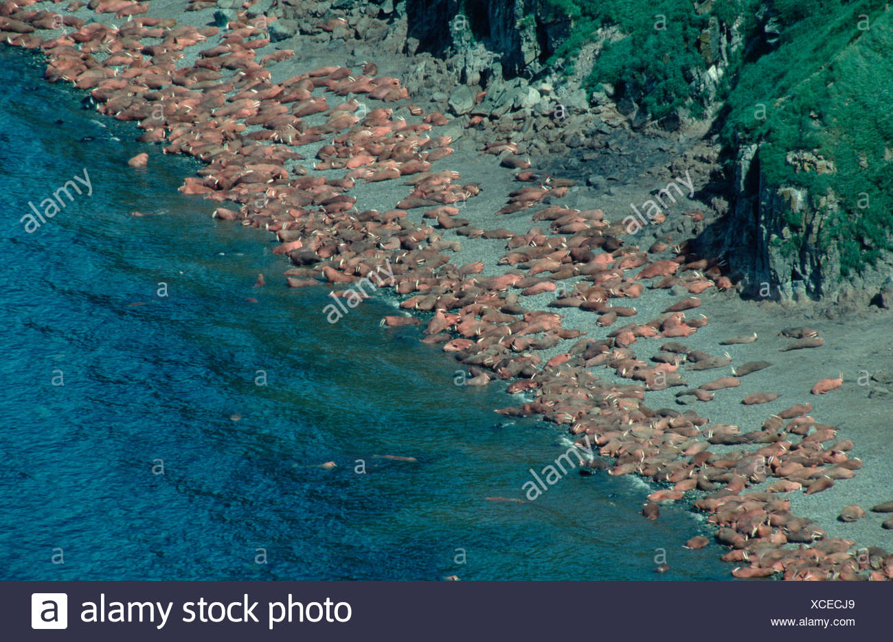 Walrus Alaska High Resolution Stock Photography and Images - Alamy