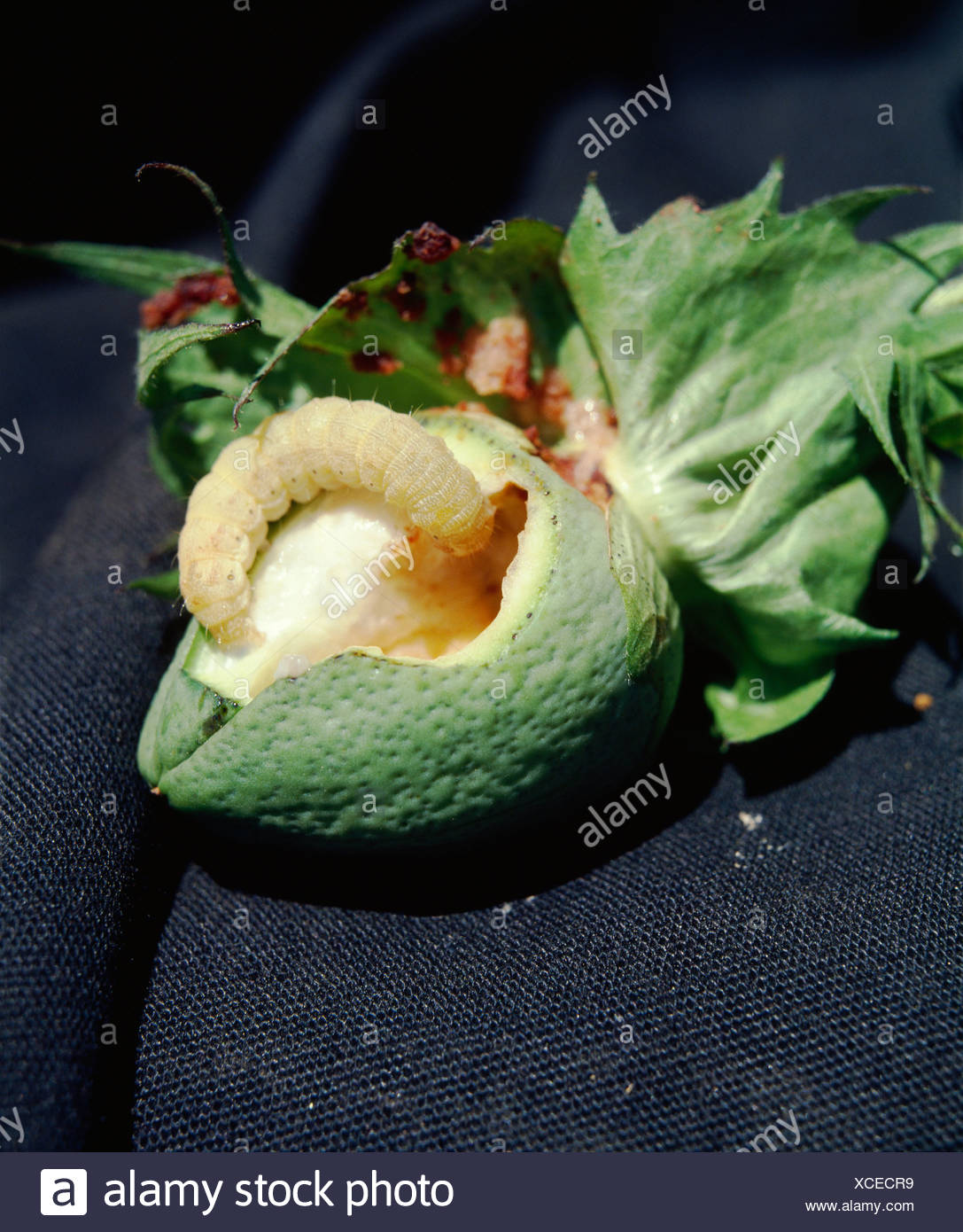 Soybean Podworm High Resolution Stock Photography and Images - Alamy