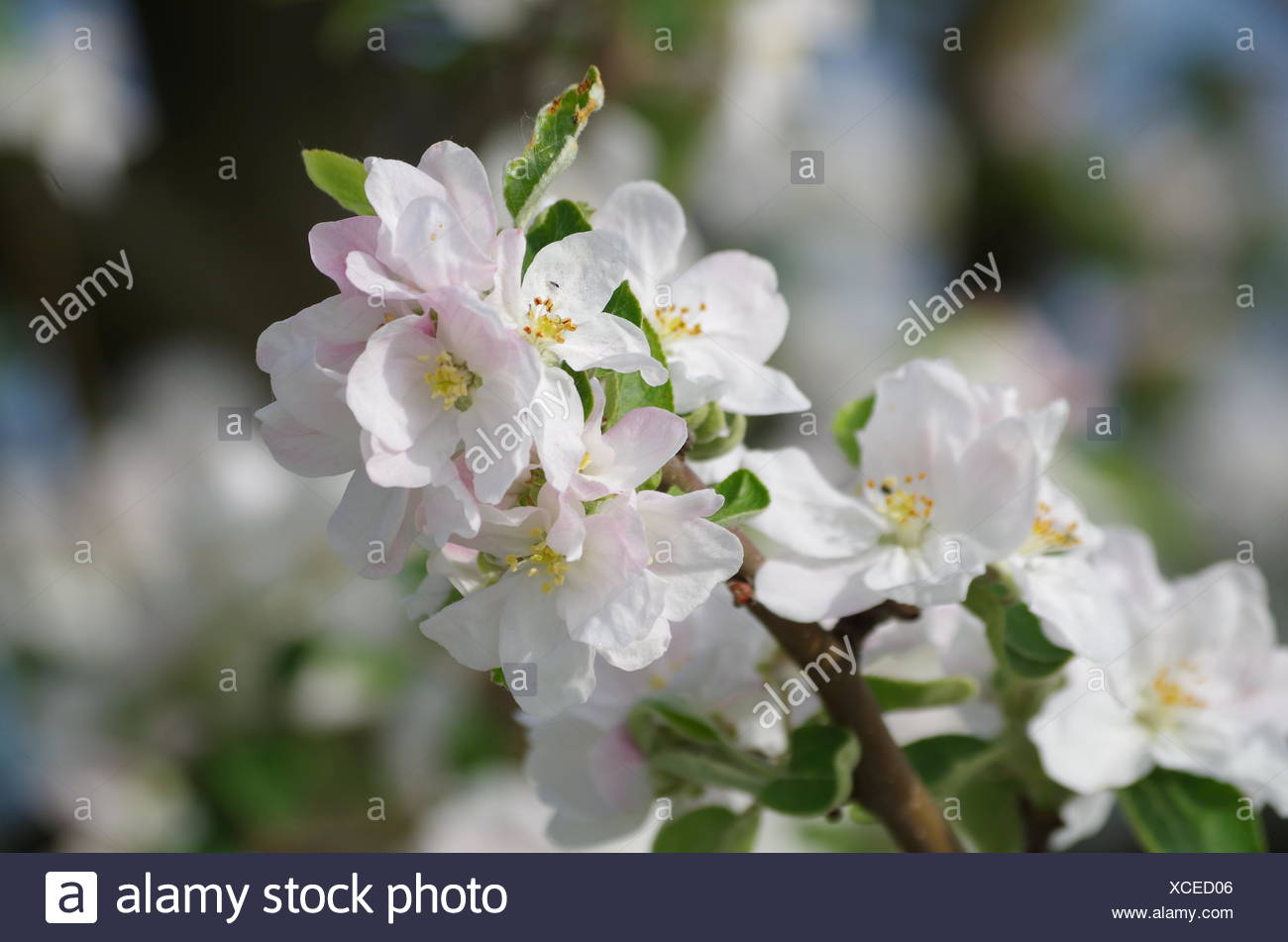 Zwetsche High Resolution Stock Photography and Images - Alamy